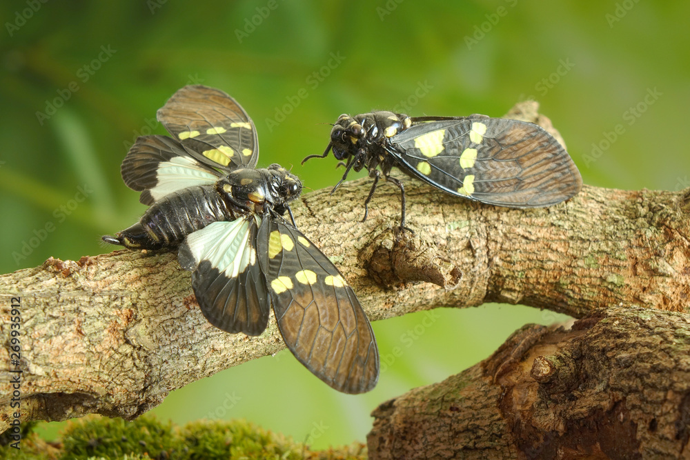 Cicada : Green and blue color butterfly-wings cicada (Gaeana cheni) is ...
