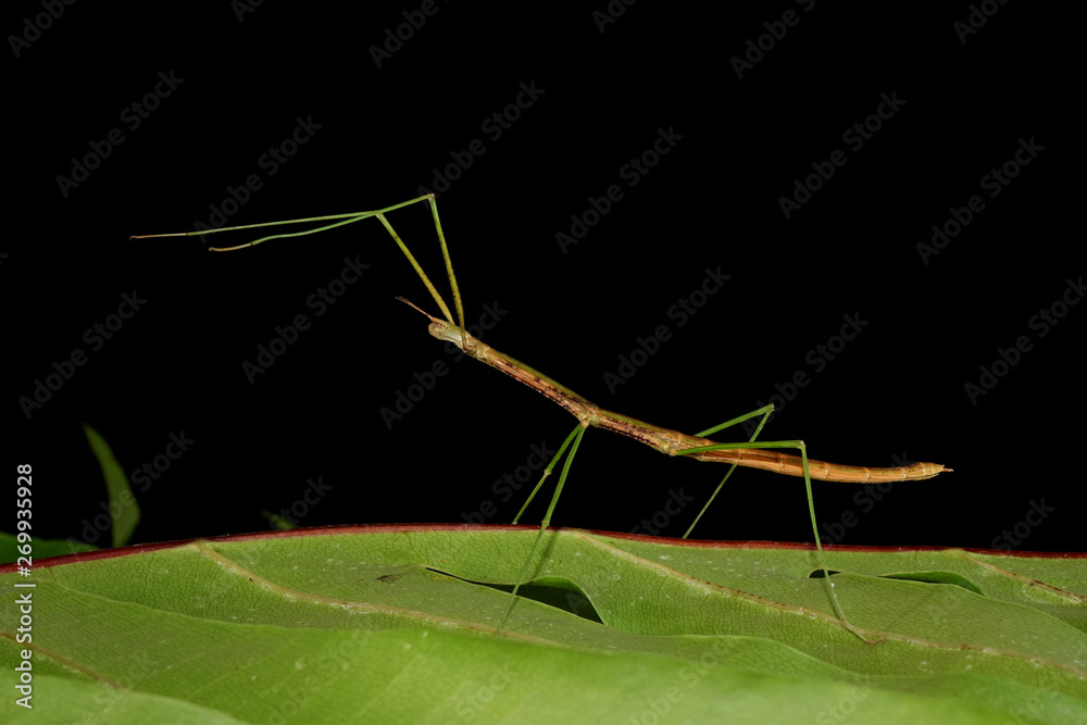 Phasmatodea Stick Insect