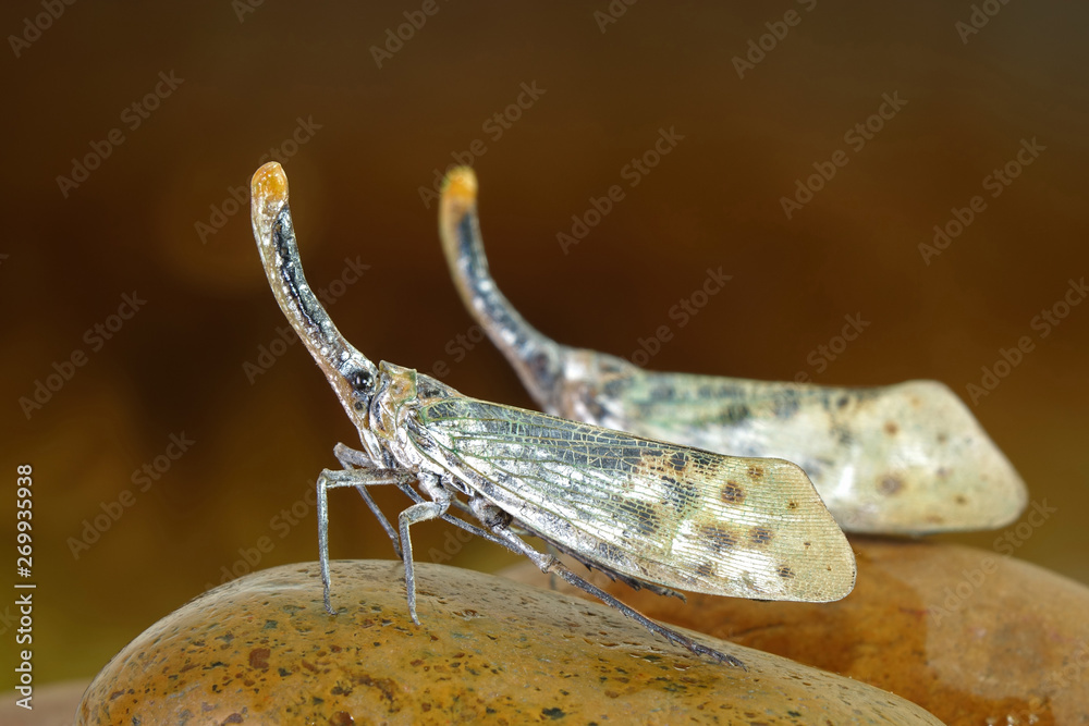 White wing Lantern-fly (Pyrops astarte) is a species of planthopper ...