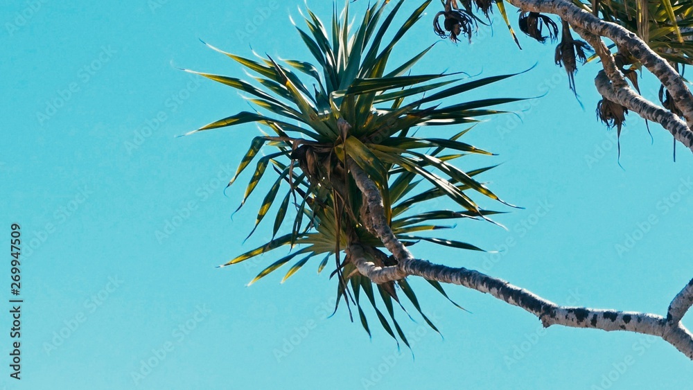 Pine Tree Blues Screws