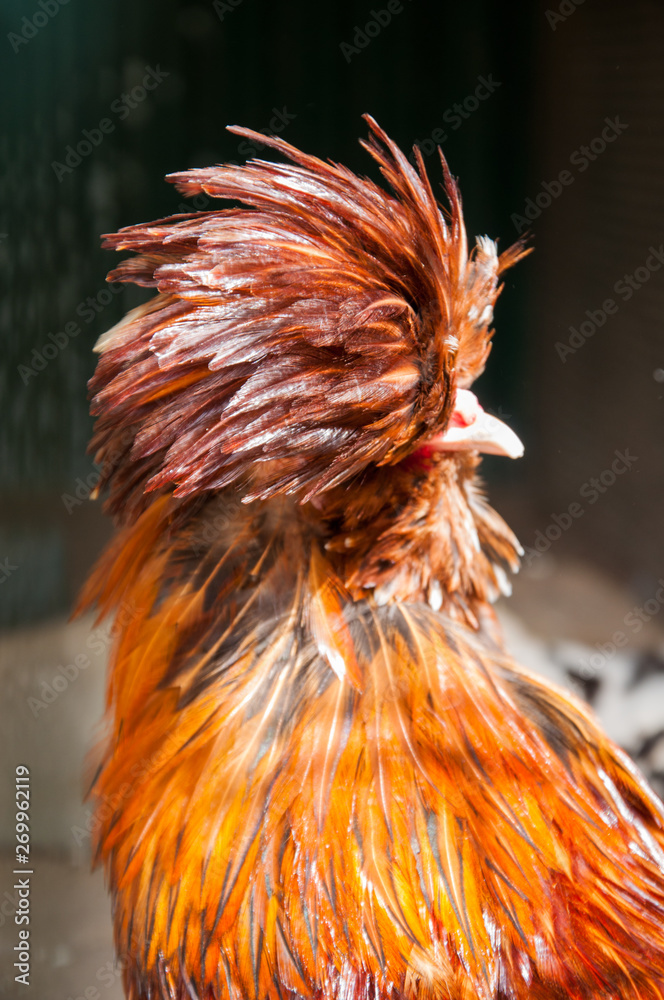 Decorative Rooster With Feathers | Shelly Lighting