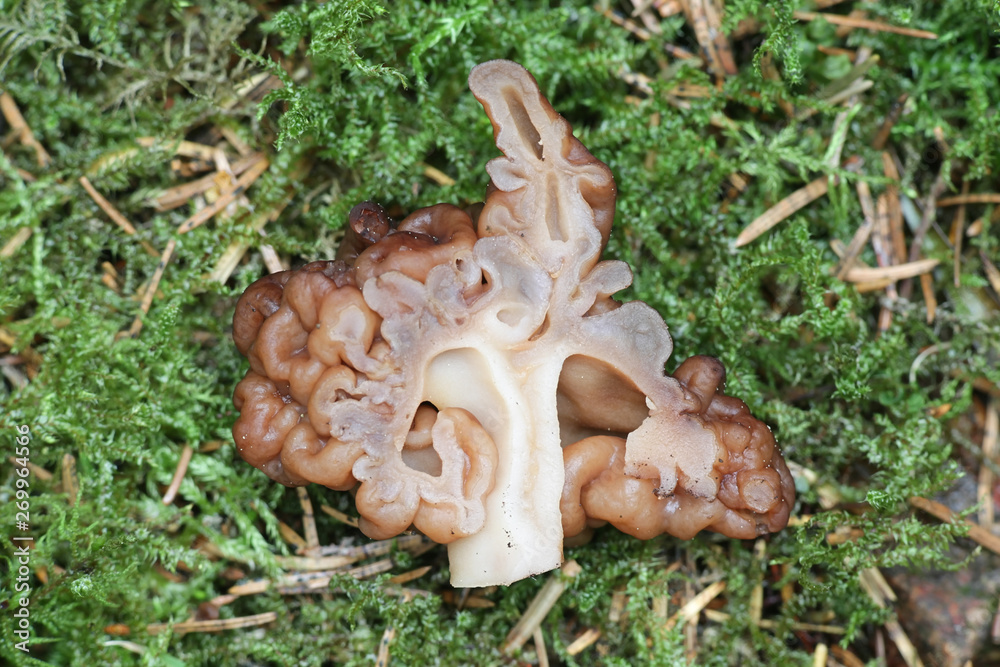 Gyromitra Esculenta