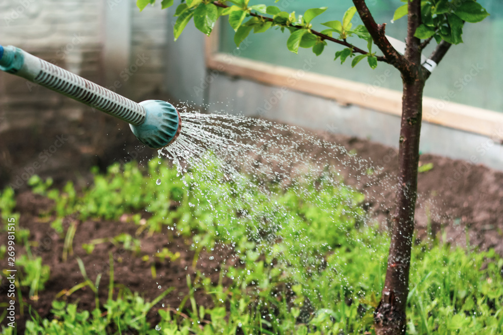 watering tree with a garden hose in a garden Stock Photo | Adobe Stock