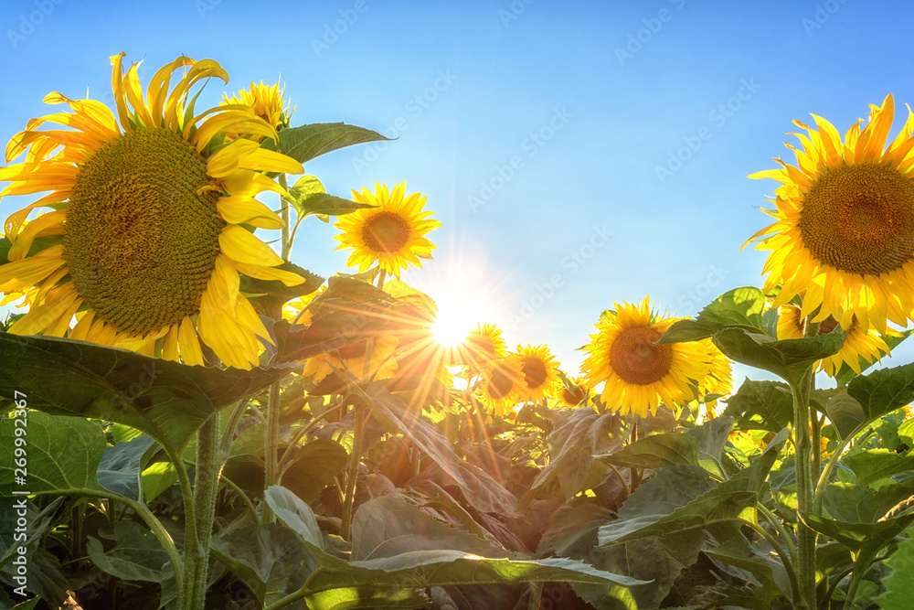 Sunflower Field Desktop Background