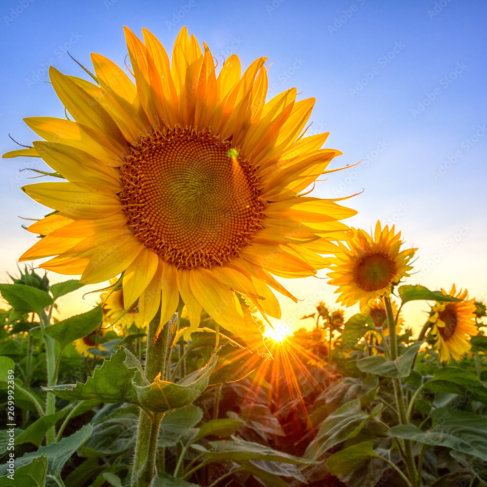 Sunflower Field Desktop Background