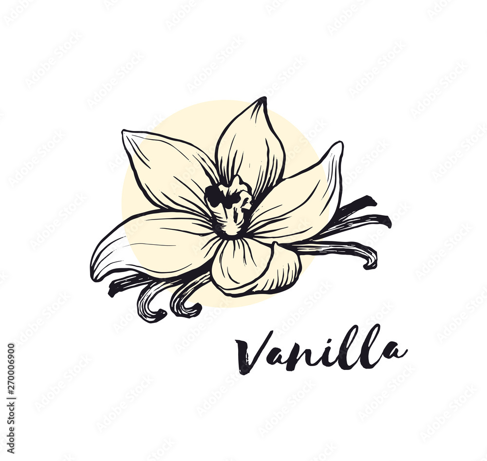 Vanilla flower sketch ink vector illustration Stock Vector | Adobe Stock