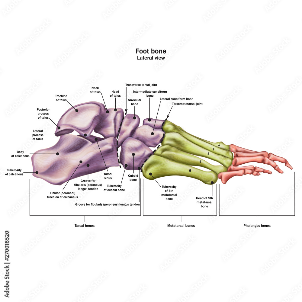 Bones of the human foot with the name and description of all sites ...