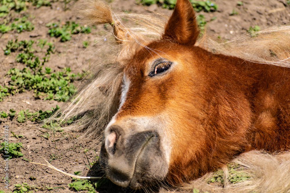 Shetland ponies, a squad of solipeds, the family horse. Dwarf breed of ...