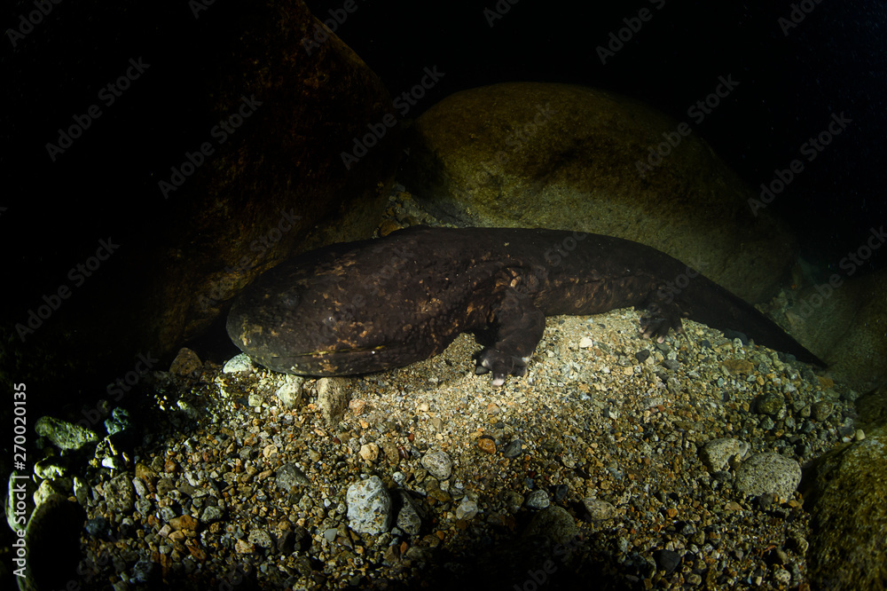 Japanese Giant Salamander Posing Underwater in a River of Gifu, Japan ...