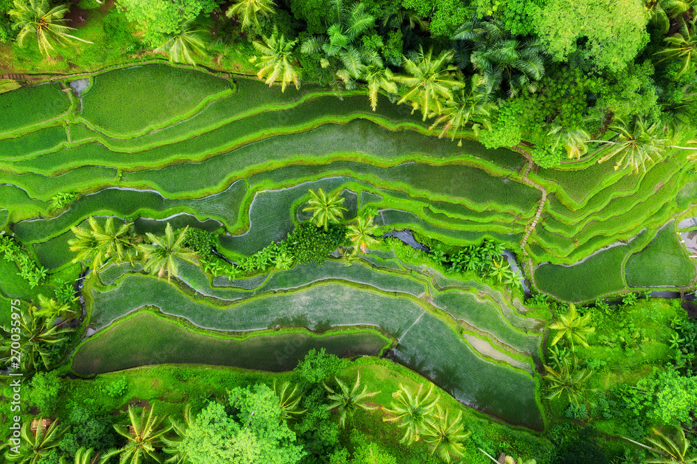 Aerial view of rice terraces. Landscape with drone. Agricultural ...