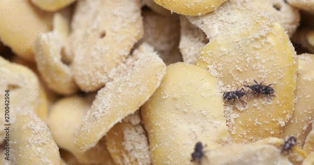 Grain weevil bugs in jar with dry beans, common domestic pest on stored ...