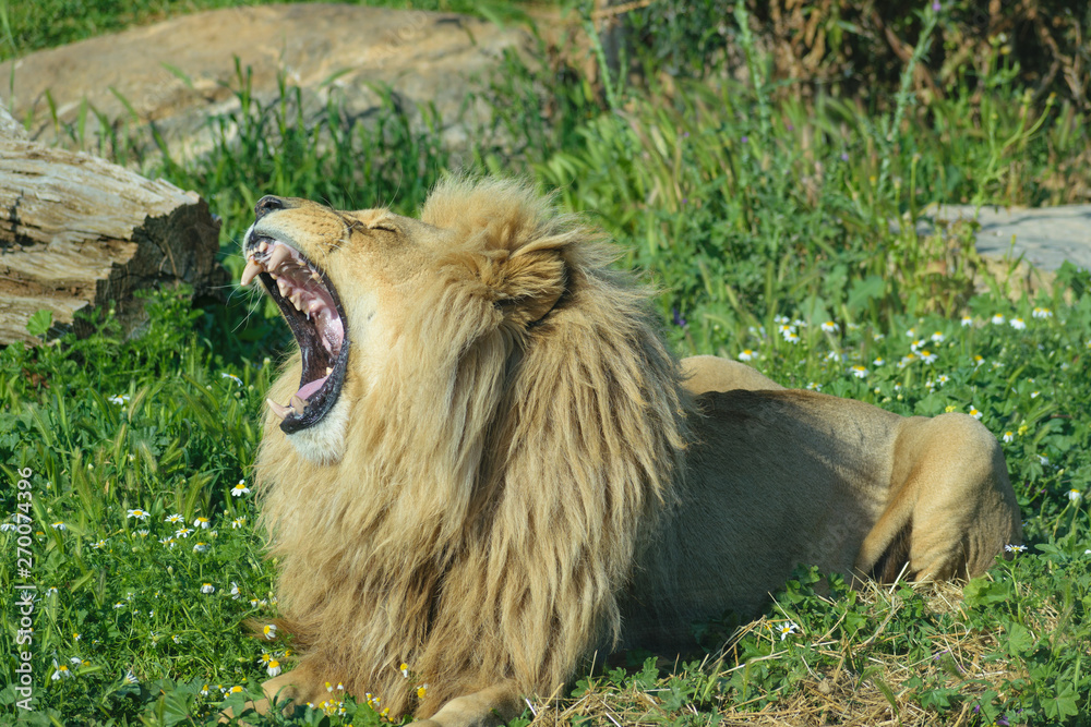 Angola male lion (Panthera leo bleyenberghi) roaring Stock Photo ...