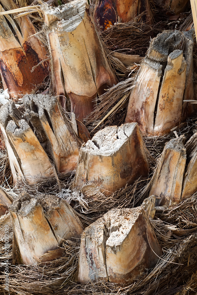 Texture of palm bark macro. Palm tree large trunk detailed structure ...