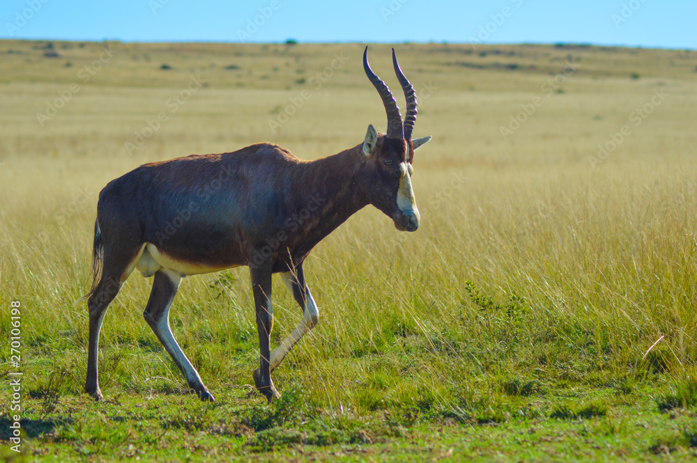 Tsessebe Antelope