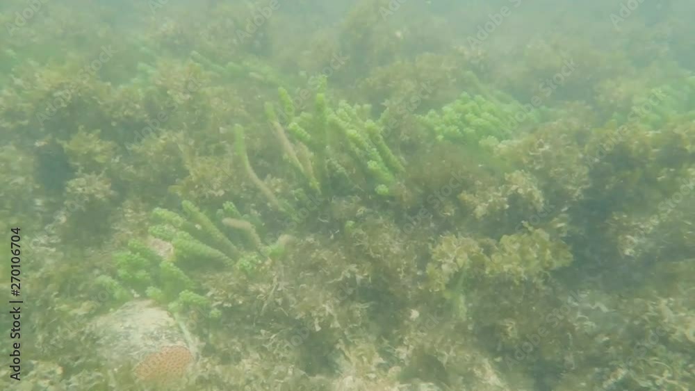 Diving into the sea water, corals underwater, marine vegetation and sea ...