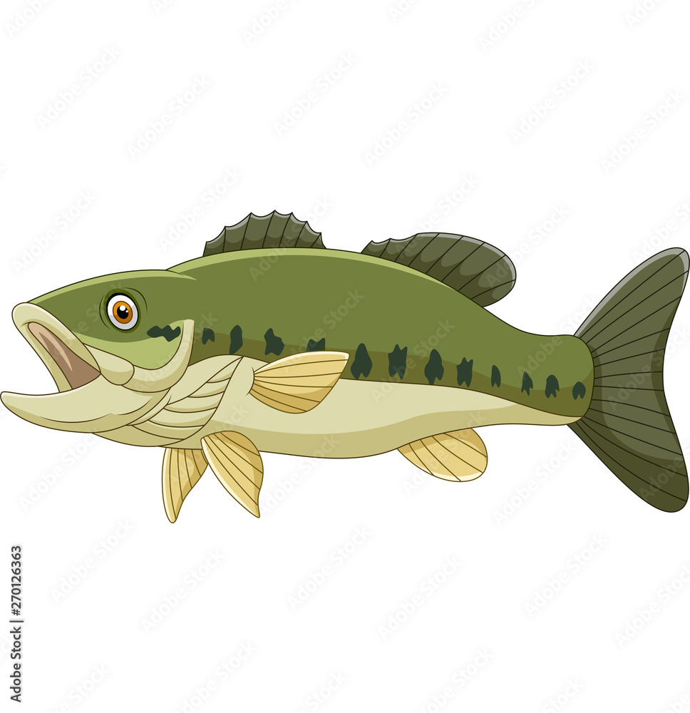 Cartoon bass fish isolated on white background Stock Vector | Adobe Stock