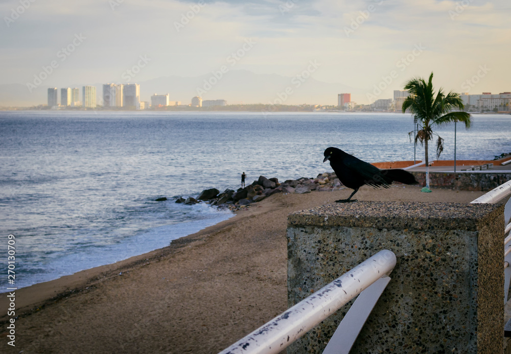 Cuervo vigilando la playa de los Muertos Stock Photo | Adobe Stock