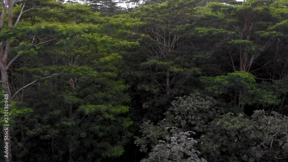 aerial of albizia trees from drone flying close up and fast near them ...