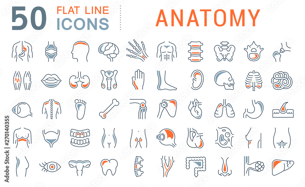 Set Vector Line Icons of Anatomy Stock Vector | Adobe Stock