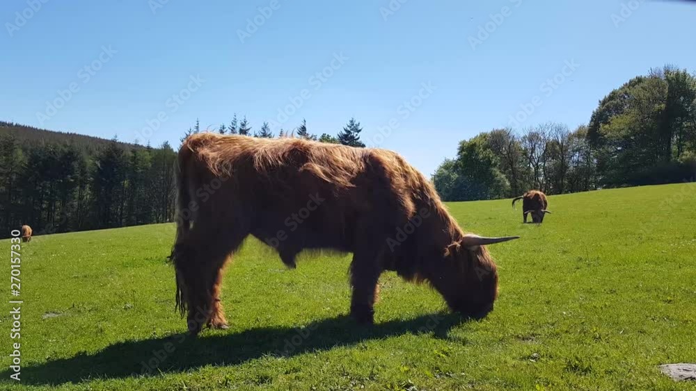 Isolated bull, cows and small breeds of calves the highlander cow ...