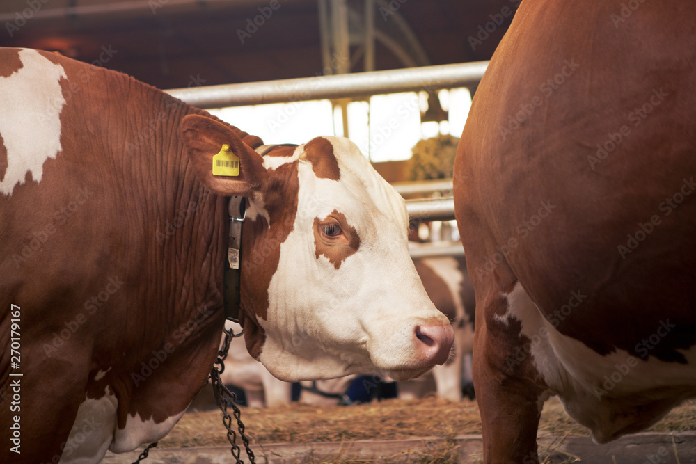 Head of the bull of the Simmental race in the barn with other bulls ...