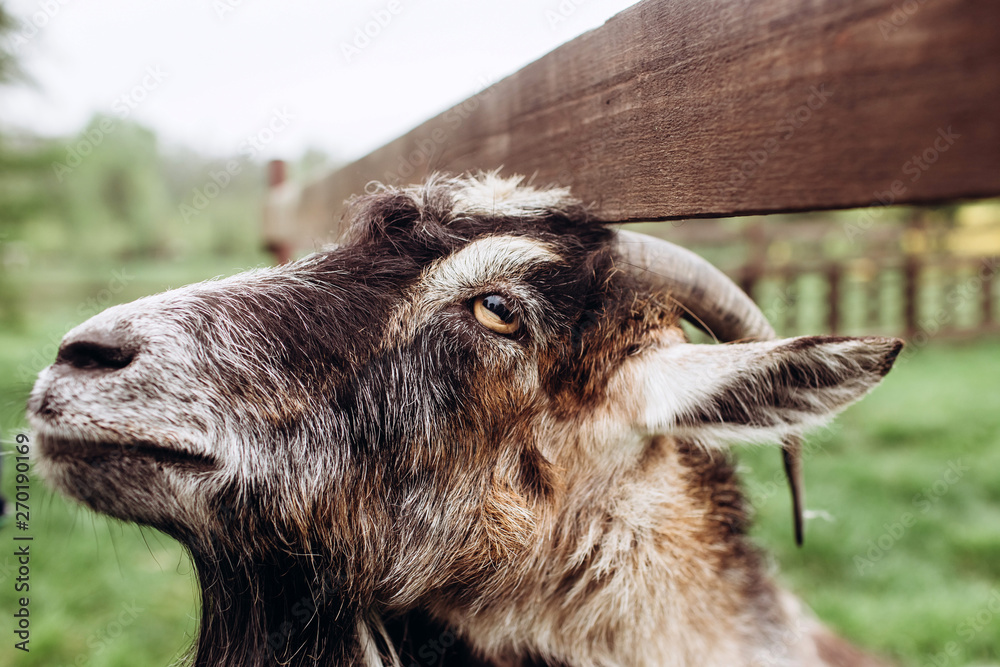 close up portrait face of a goat with a beard and horns on a farm in ...