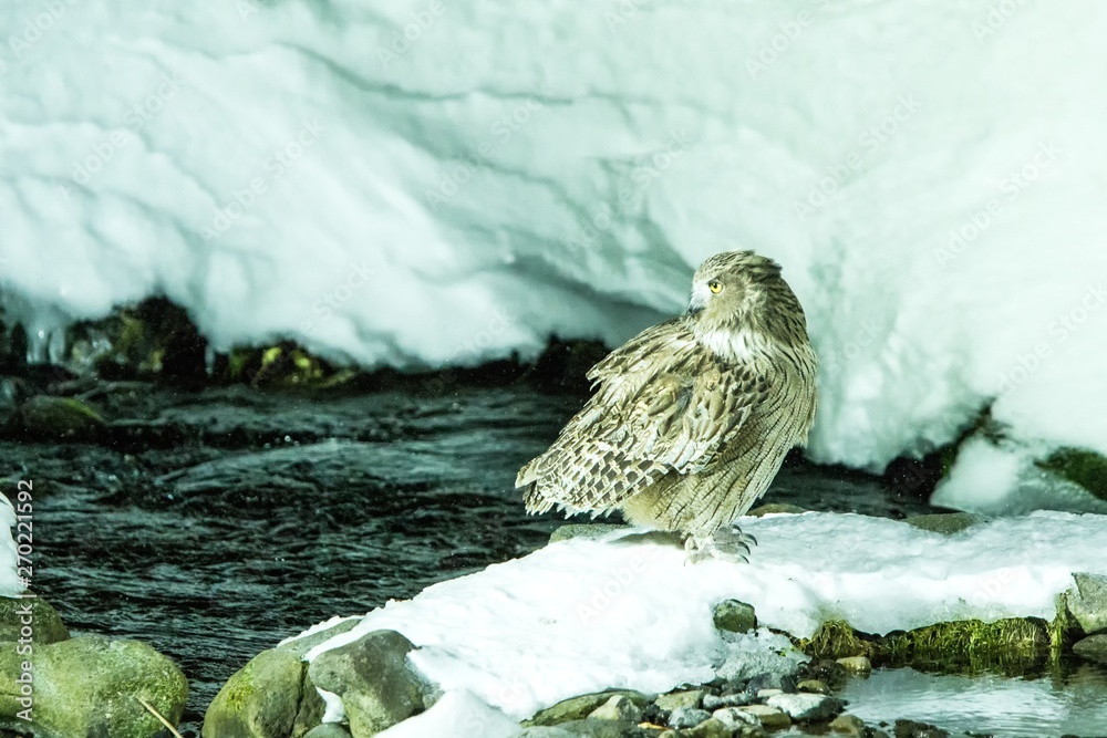 Blakiston's fish owl, bird hunting in fish in cold water creek, unique ...
