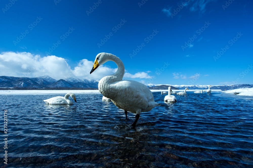 Whooper Swan or Cygnus cygnus swimming on Lake Kussharo in Winter at ...