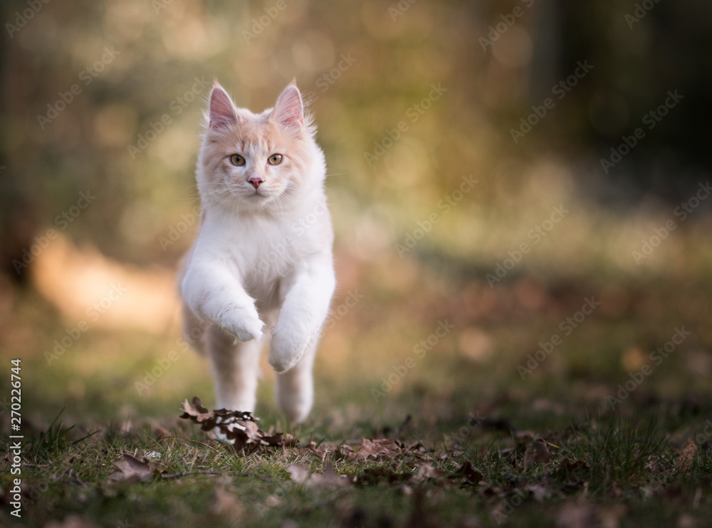 Running Kitten