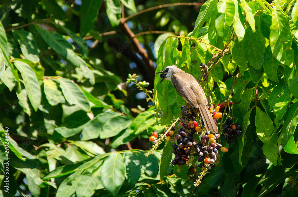 Yellow-vented Bulbul Ripe fruit of Lepisanthes rubiginosa are full.The ...