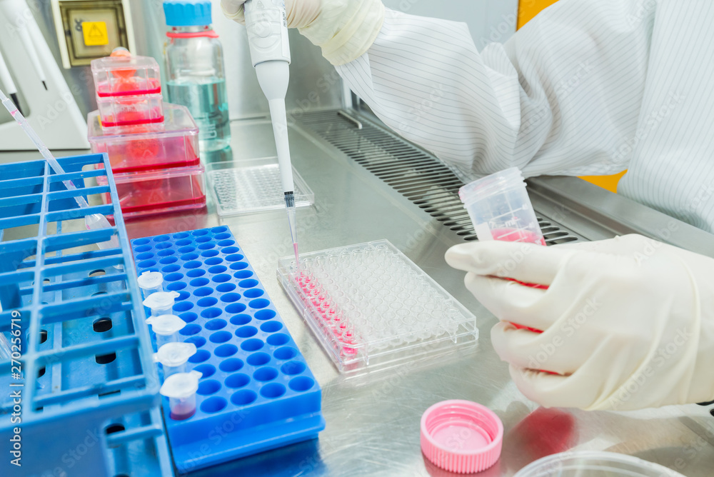 A scientist seeding cells and pipetting growth medium into 96-well ...