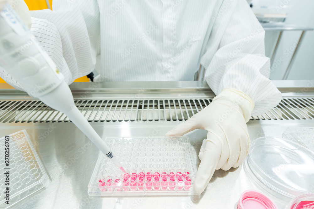 A scientist seeding cells and pipetting growth medium into 96-well ...