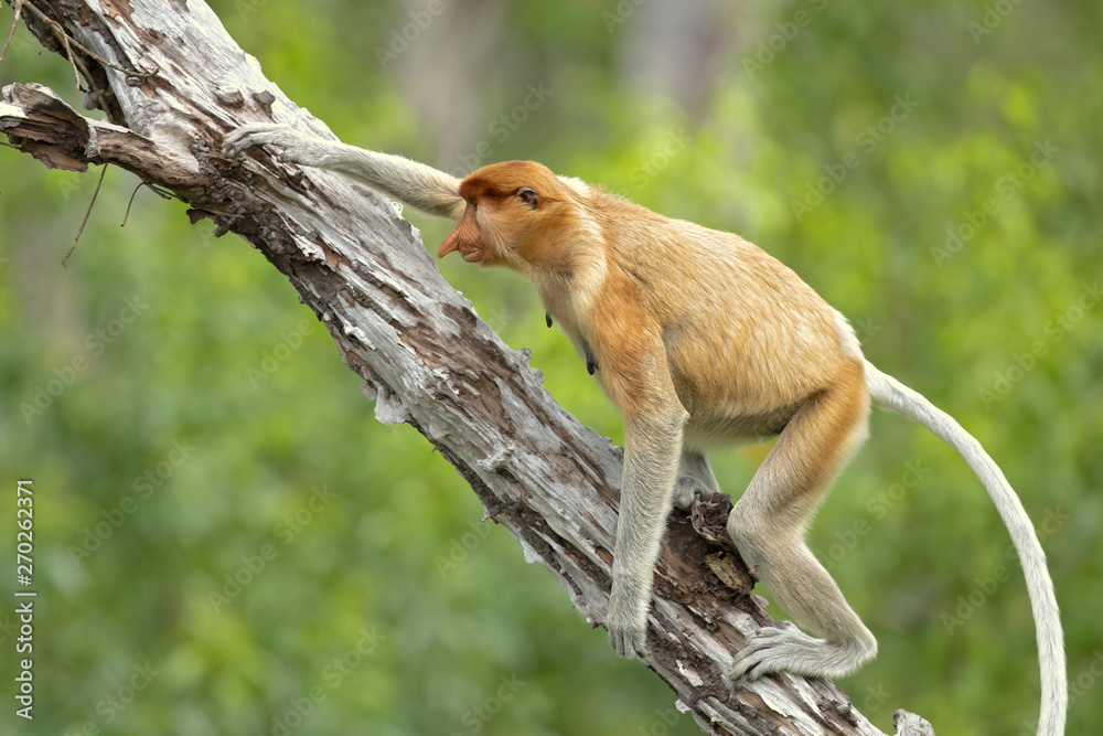 Proboscis monkey (Nasalis larvatus) or long-nosed monkey, known as the ...