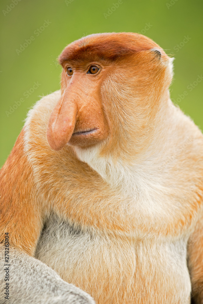 Proboscis monkey (Nasalis larvatus) or long-nosed monkey, known as the bekantan in Indonesia, is ...