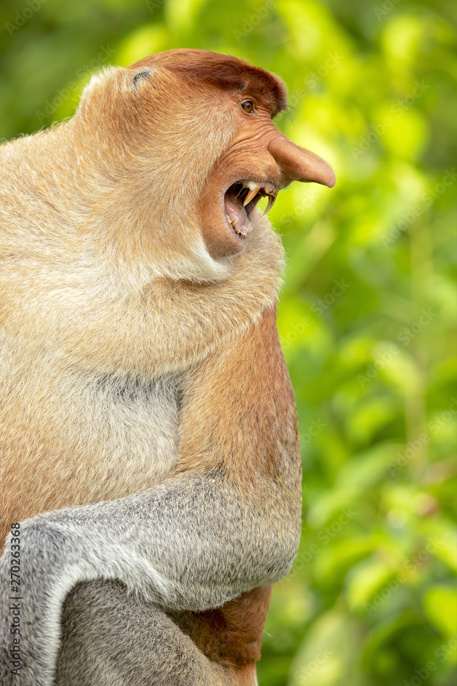 Proboscis monkey (Nasalis larvatus) or long-nosed monkey, known as the ...