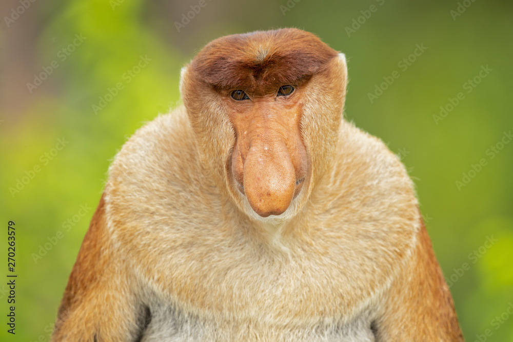 Proboscis monkey (Nasalis larvatus) or long-nosed monkey, known as the ...