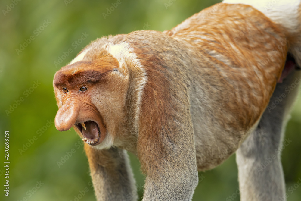 Foto de Proboscis monkey (Nasalis larvatus) or long-nosed monkey, known ...