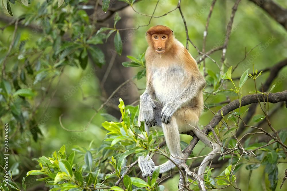 Proboscis monkey (Nasalis larvatus) or long-nosed monkey, known as the ...