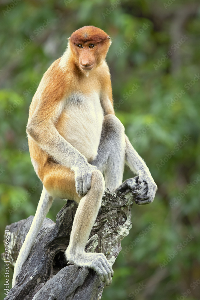 Proboscis monkey (Nasalis larvatus) or long-nosed monkey, known as the ...