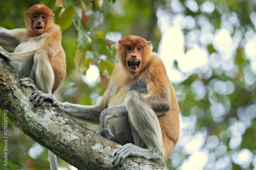 Foto de Proboscis monkey (Nasalis larvatus) or long-nosed monkey, known ...