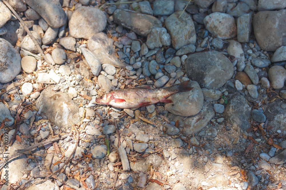 Dead fish lying on the rocks. Fishing in the mountains. Large rocks and ...
