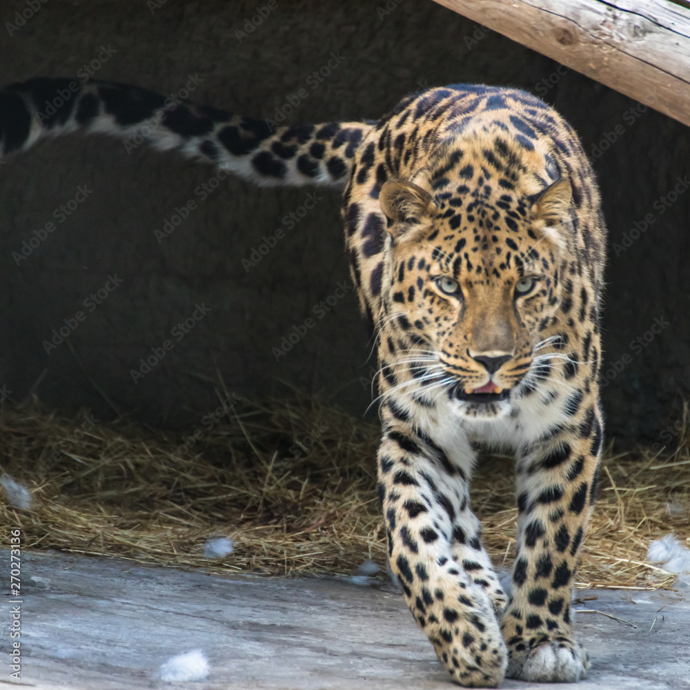 The far Eastern leopard is the rarest subspecies of the Panther family ...