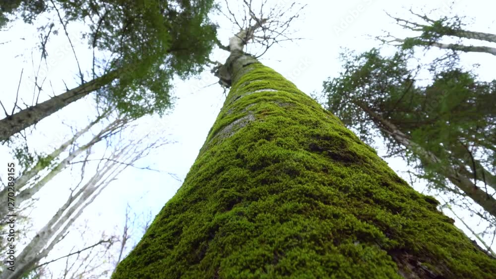 Crane camera movement of old tree with moos and tree lichens on it ...