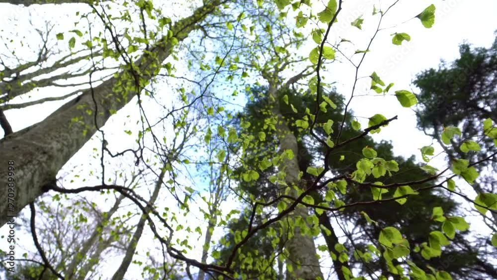Bottom view in the forest. Trees seen from bottom to top on a spring ...