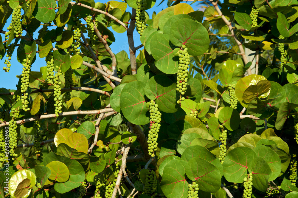 Bunches of green sea grapes growing wild and hanging from tree in ...