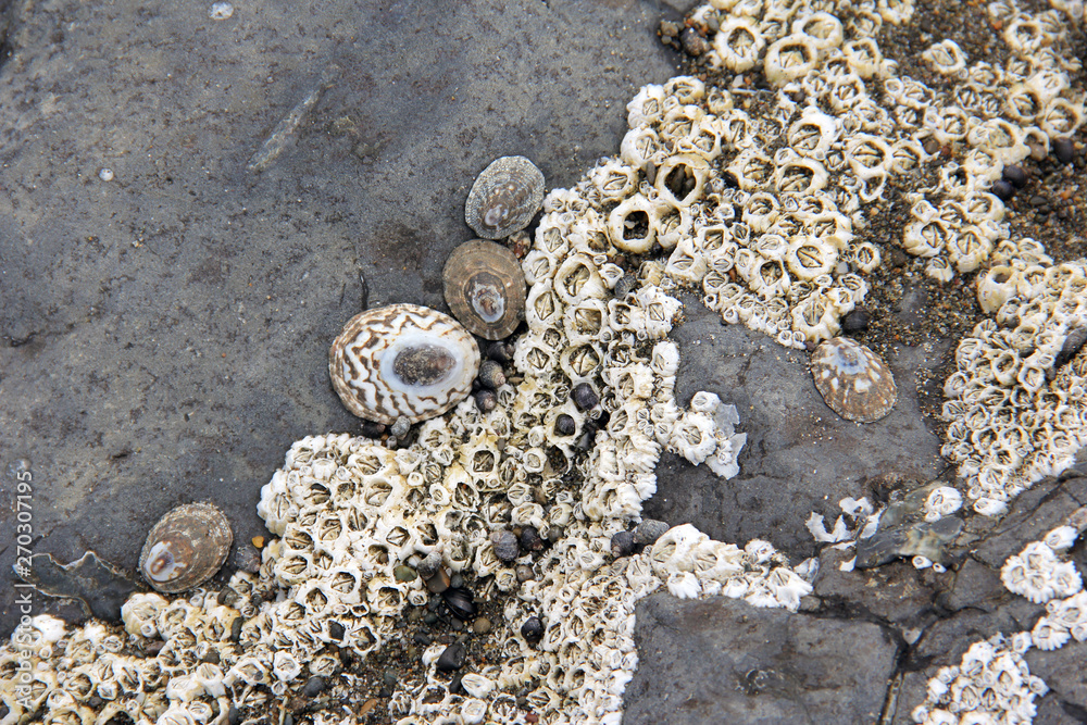Various types and sizes barnacles on rock Stock Photo | Adobe Stock