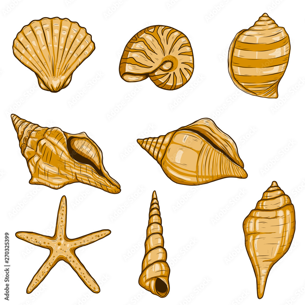 Conch Shell Vector