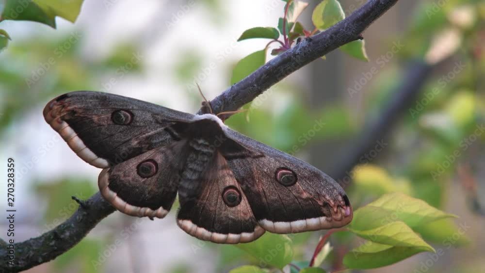 Beautiful female of the Giant peacock moth, Saturnia pyri . The largest ...