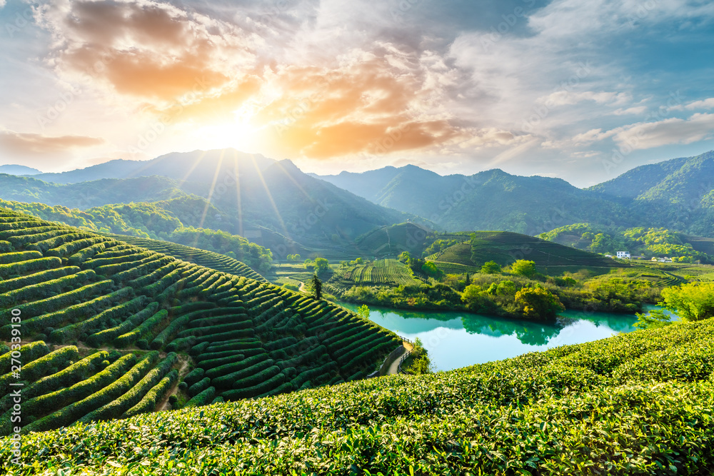 Beautiful green tea plantation natural scenery Stock Photo | Adobe Stock