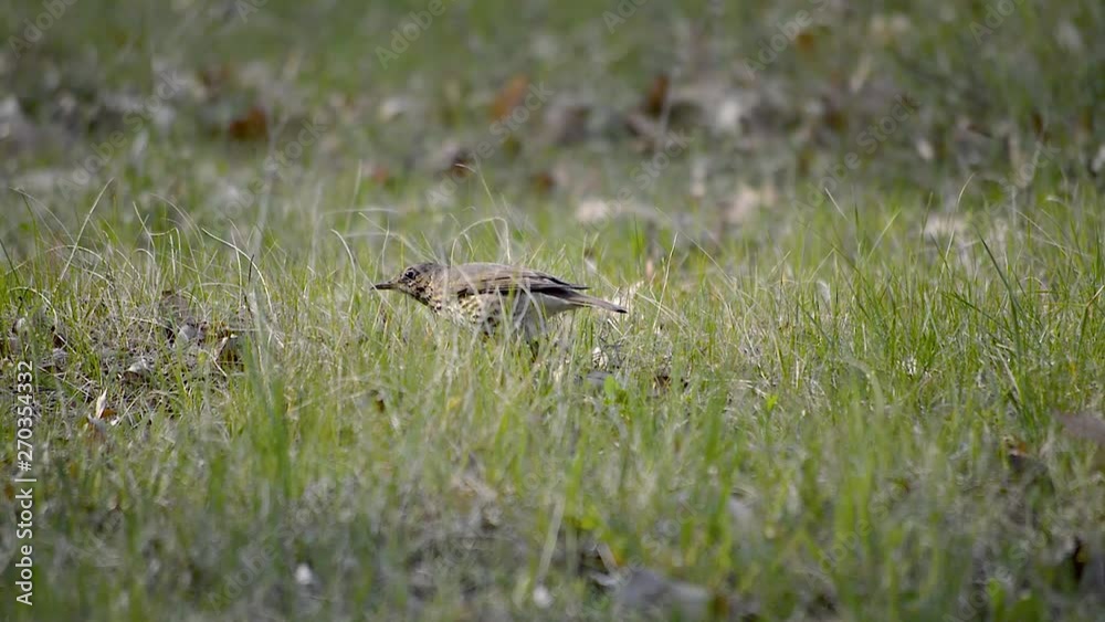 Brown starling bird digging out a worm from the ground and eating it ...